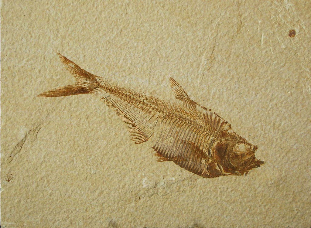 Fossils on the Po river - Kairostudio EN